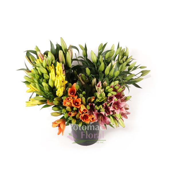 Lily La Hybrid Assorted 6 Bu Box Potomac Floral Wholesale